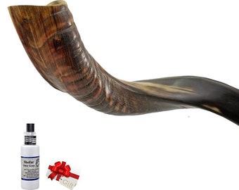 High Quality Yemenite Kudu Shofar Polished 2024 Free Anti Odor Spray - Etsy