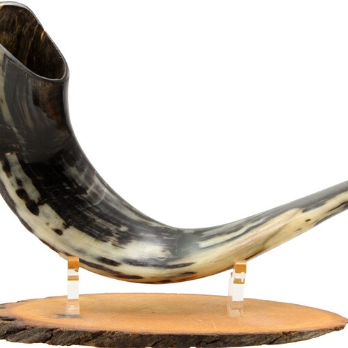 Ram Horn Shofar Trumpet From Israel Wooden Stand Polished - Etsy