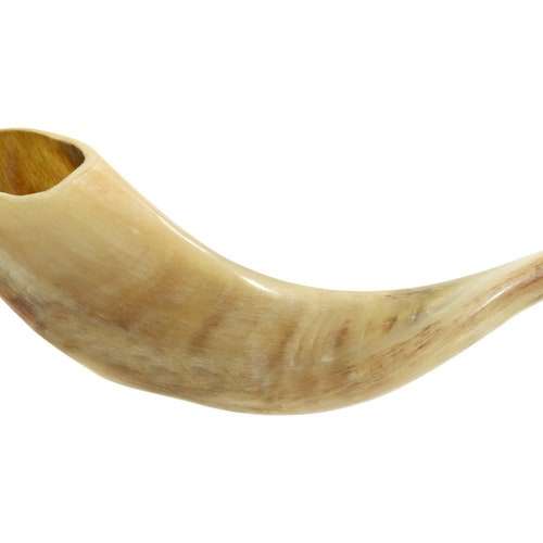 Ram Horn Shofar Trumpet From Israel Wooden Stand Polished - Etsy