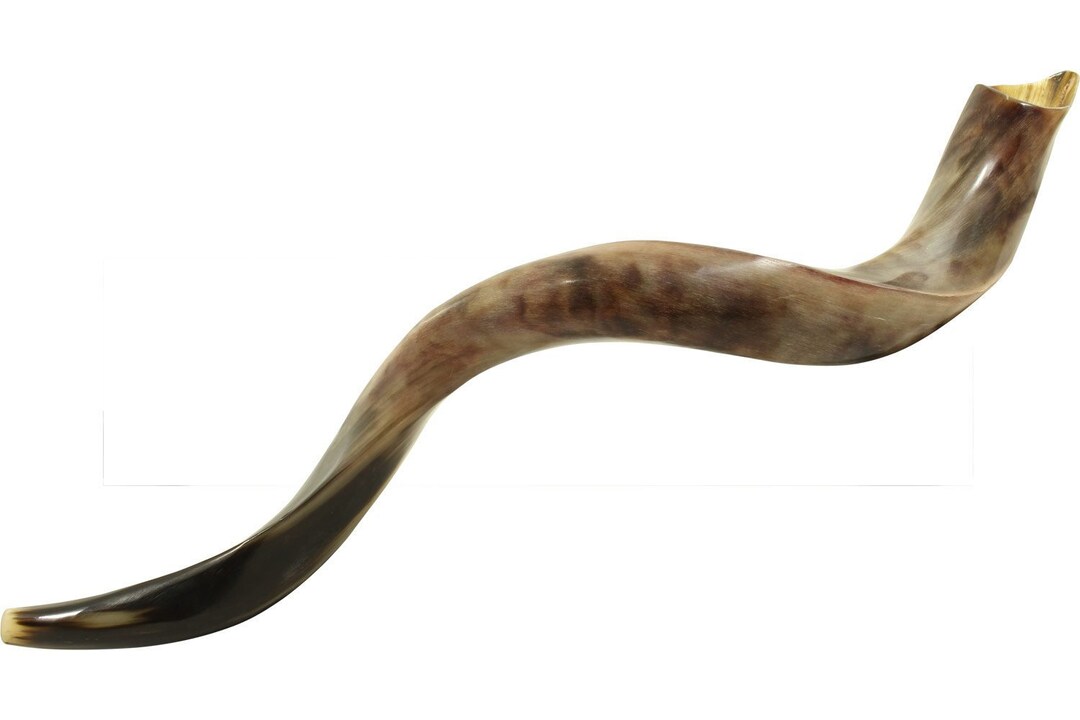 High Quality Yemenite Kudu Shofar - Polished Large Size 32”-40” + Free ...