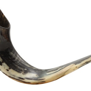 Ram Horn Shofar Trumpet From Israel Wooden Stand Polished Koѕhеr ...