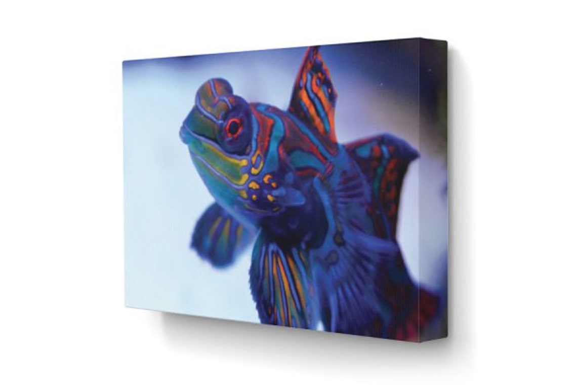 Mandarin Goby Reef Art Canvas Impresión 8X12 - Etsy España
