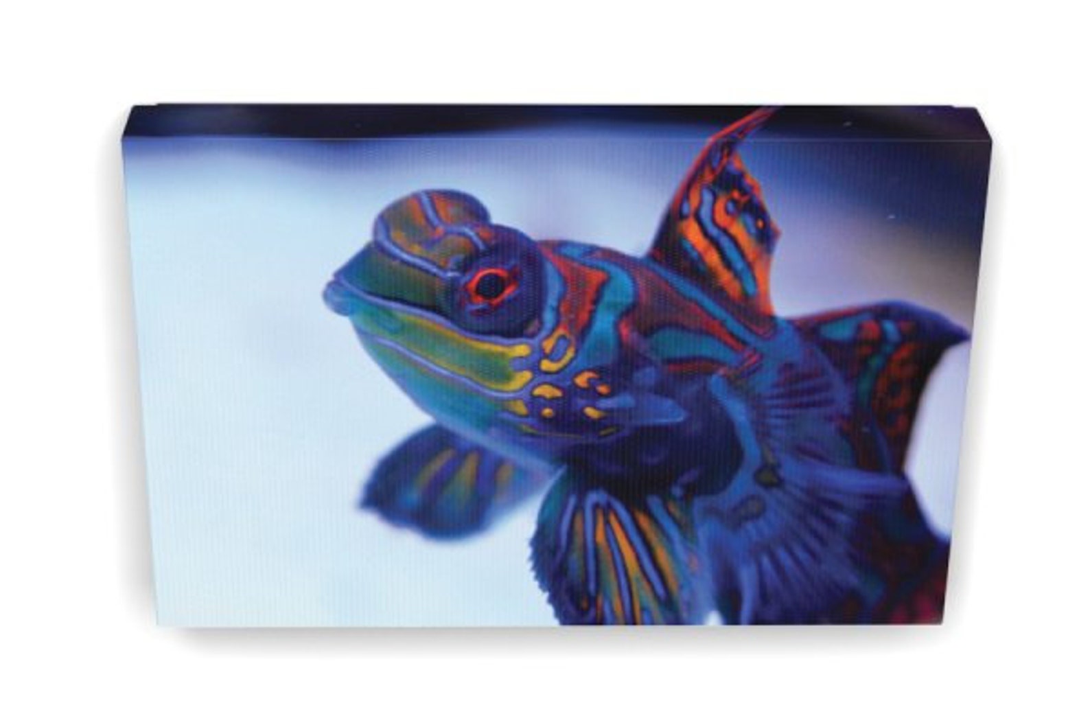 Mandarin Goby Reef Art Canvas Impresión 8X12 - Etsy España