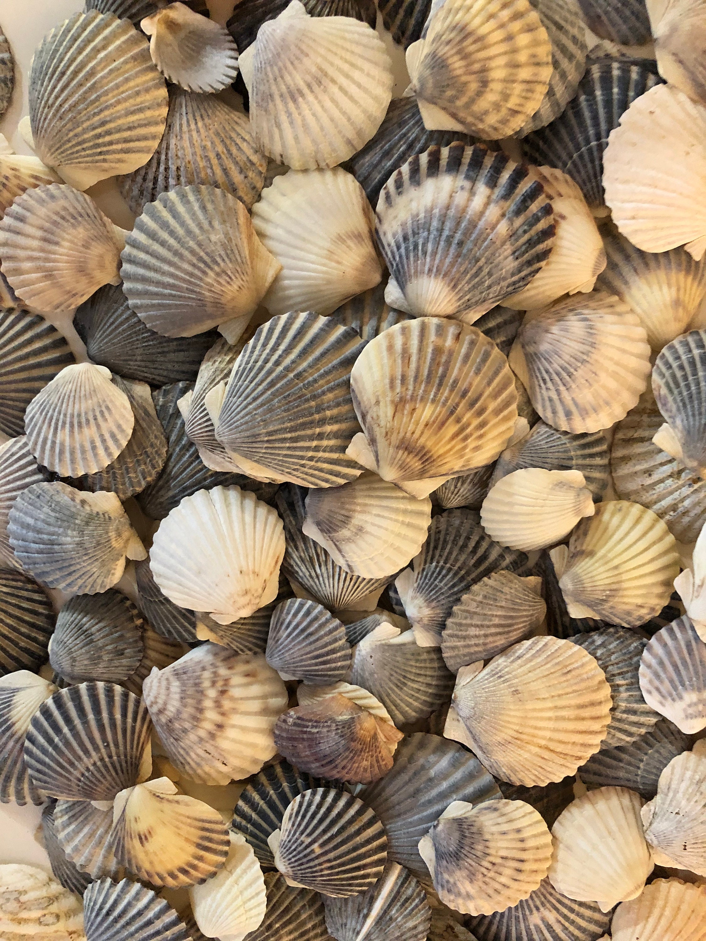 SCALLOP SHELLS Sea Shells Shells Craft Beach Decor Nautical Diy ...