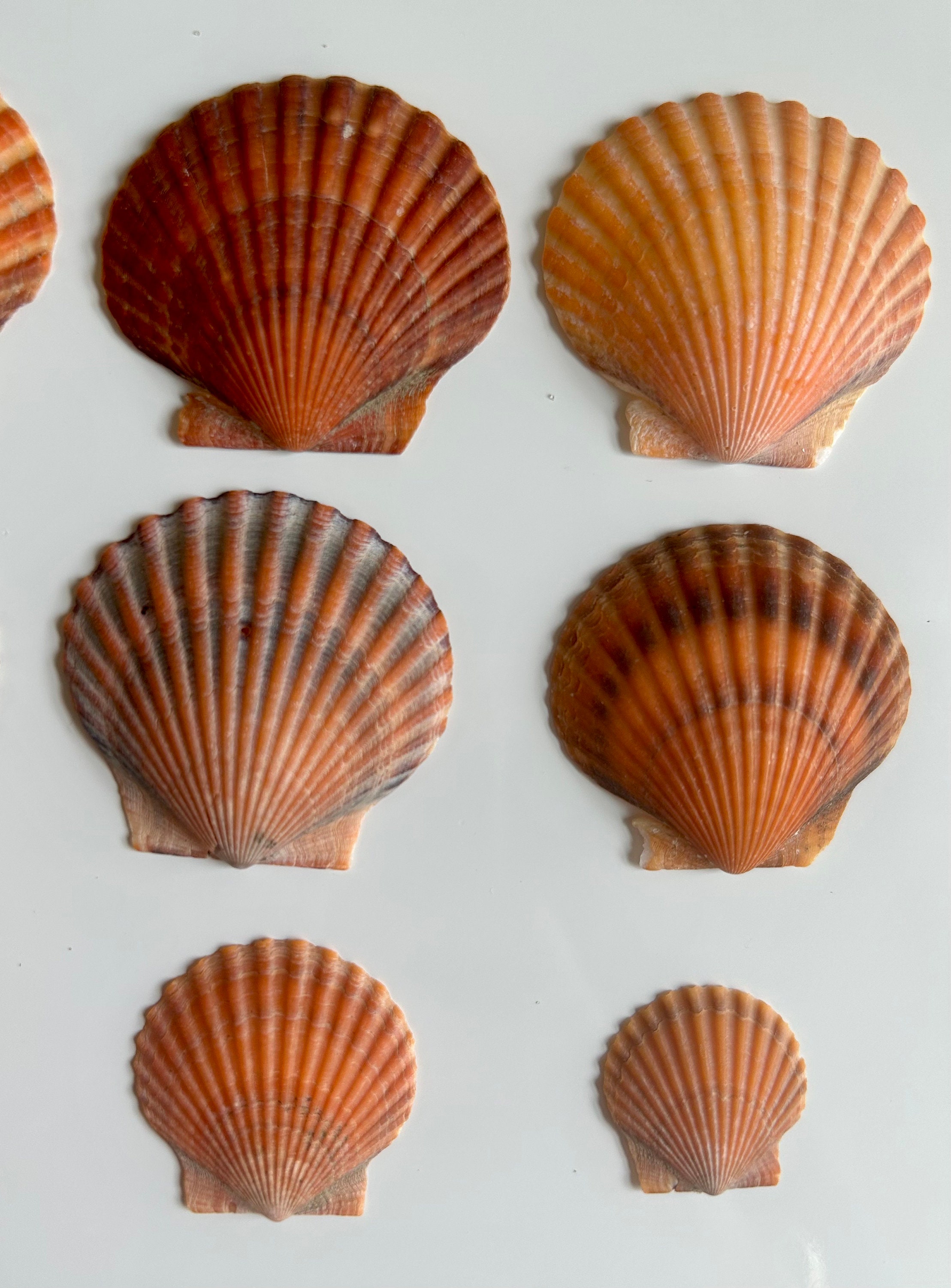 Live Scallops In Shell