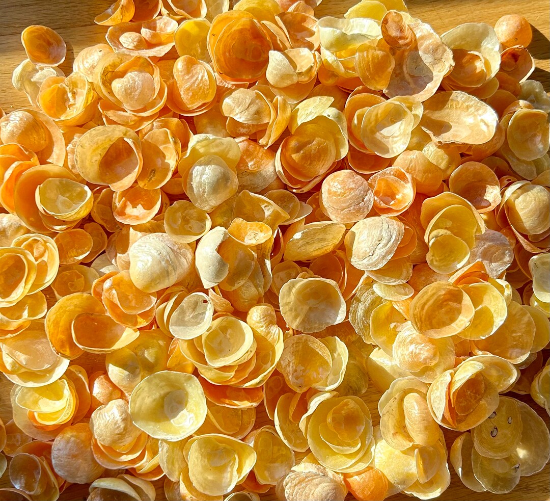 Jingle Shells, Natural Sea Shells, Yellow Sea Shell, Orange Sea Shell ...