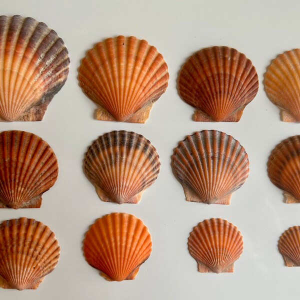 Orange Scallop - Etsy