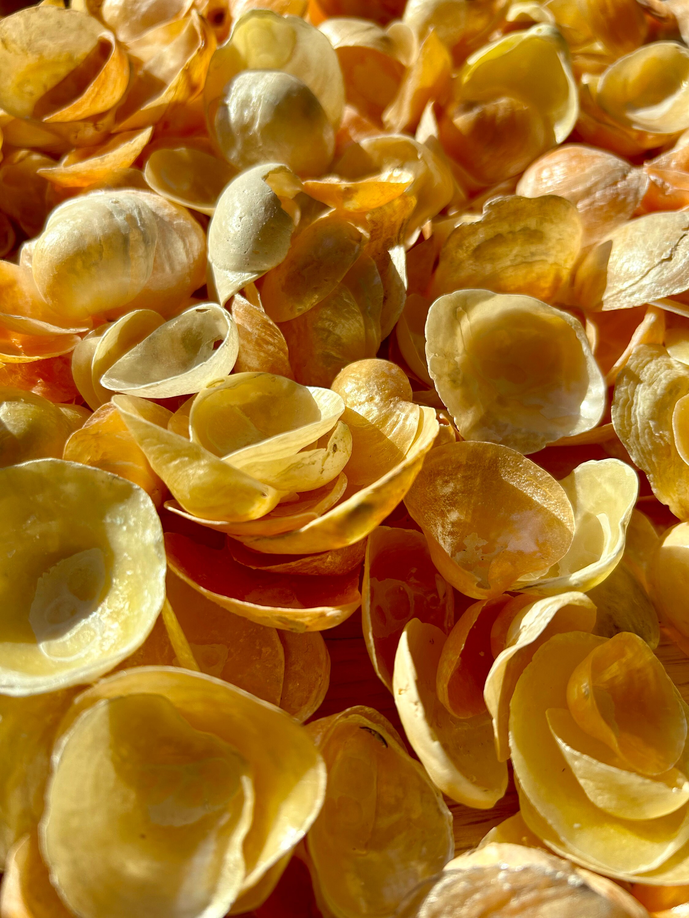 Jingle Shells Yellow Orange or Mixed Shells Craft Sea - Etsy