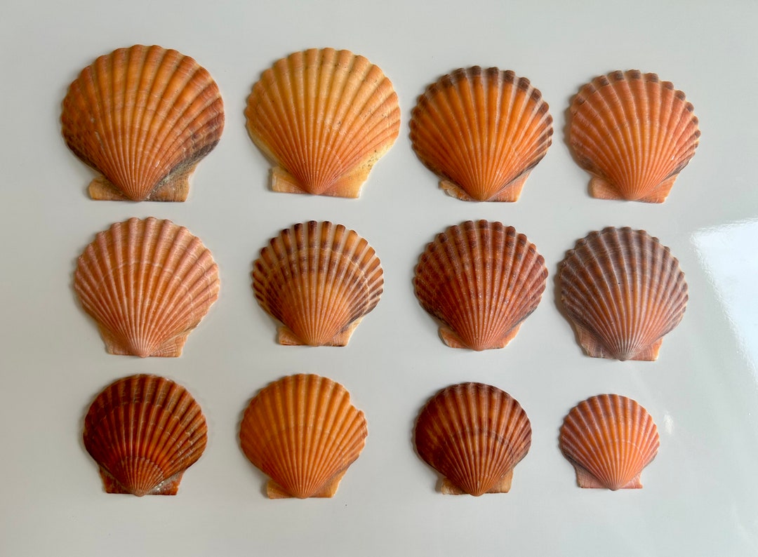 Orange Scallop Shells Orange Pecten Sea Shell Shells for - Etsy