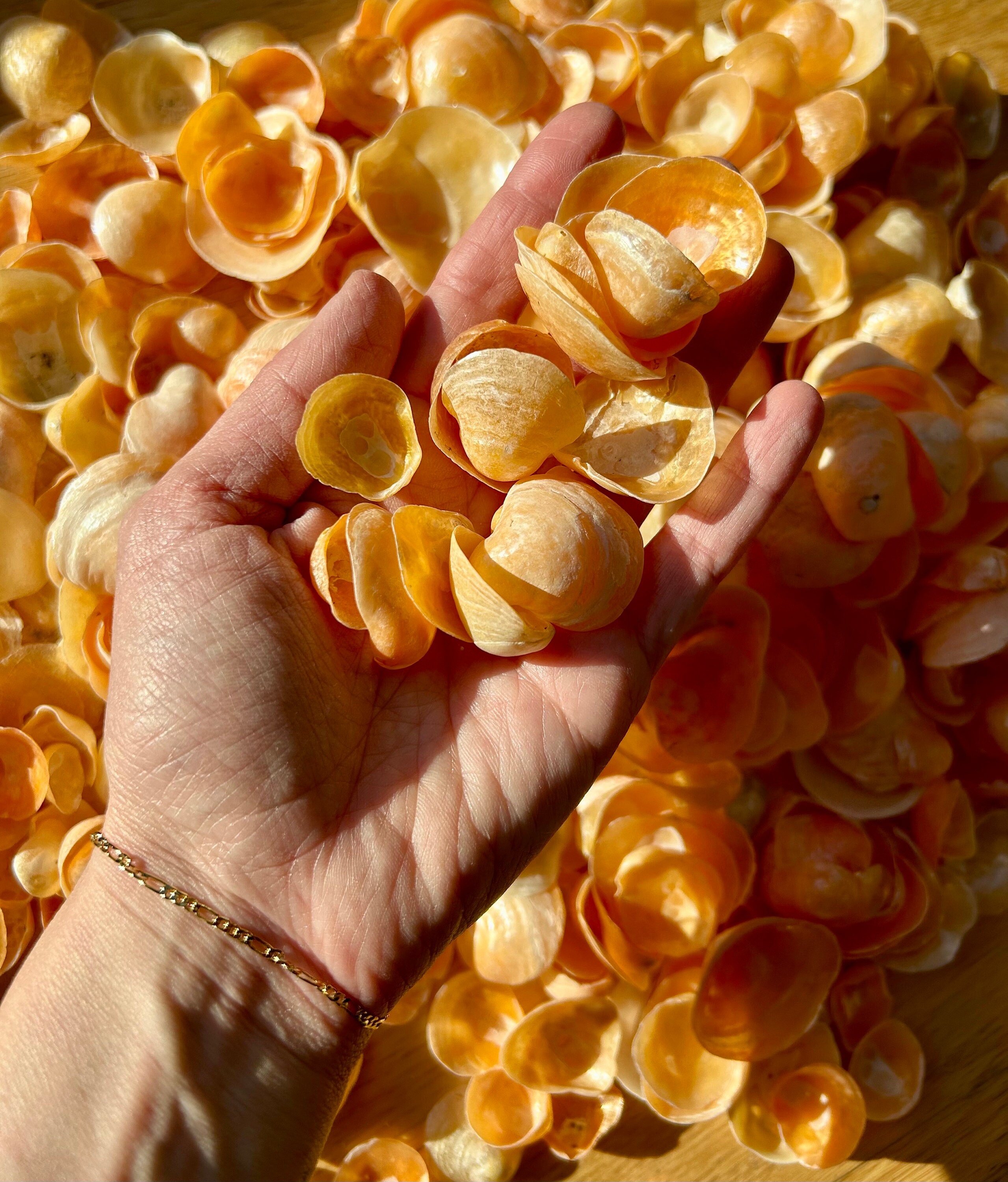 Jingle Shells Natural Sea Shells Yellow Sea Shell Orange - Etsy