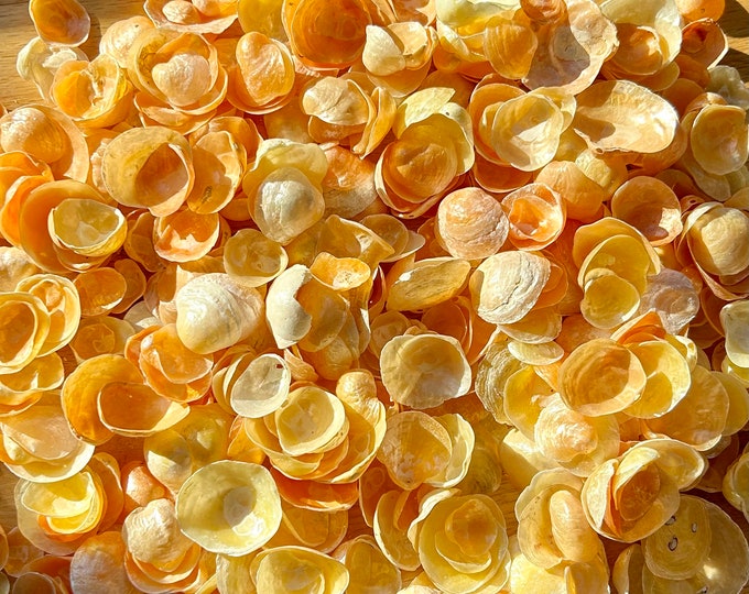 Limpet Shells - Etsy