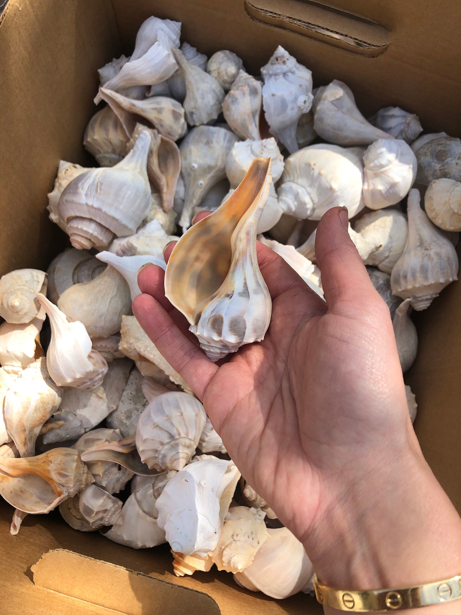 Conch Shells Craft Diy Centerpiece Decor Montauk Etsy