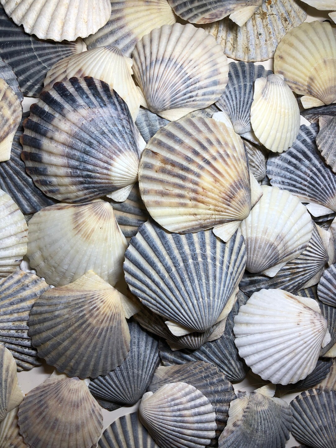 SCALLOP SHELLS - Sea Shells - Shells - Craft - Beach Decor - Nautical ...