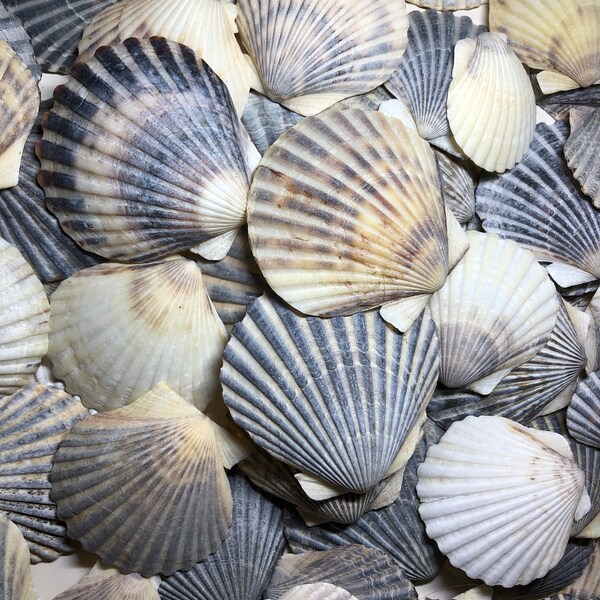 Scallop Shell - Etsy