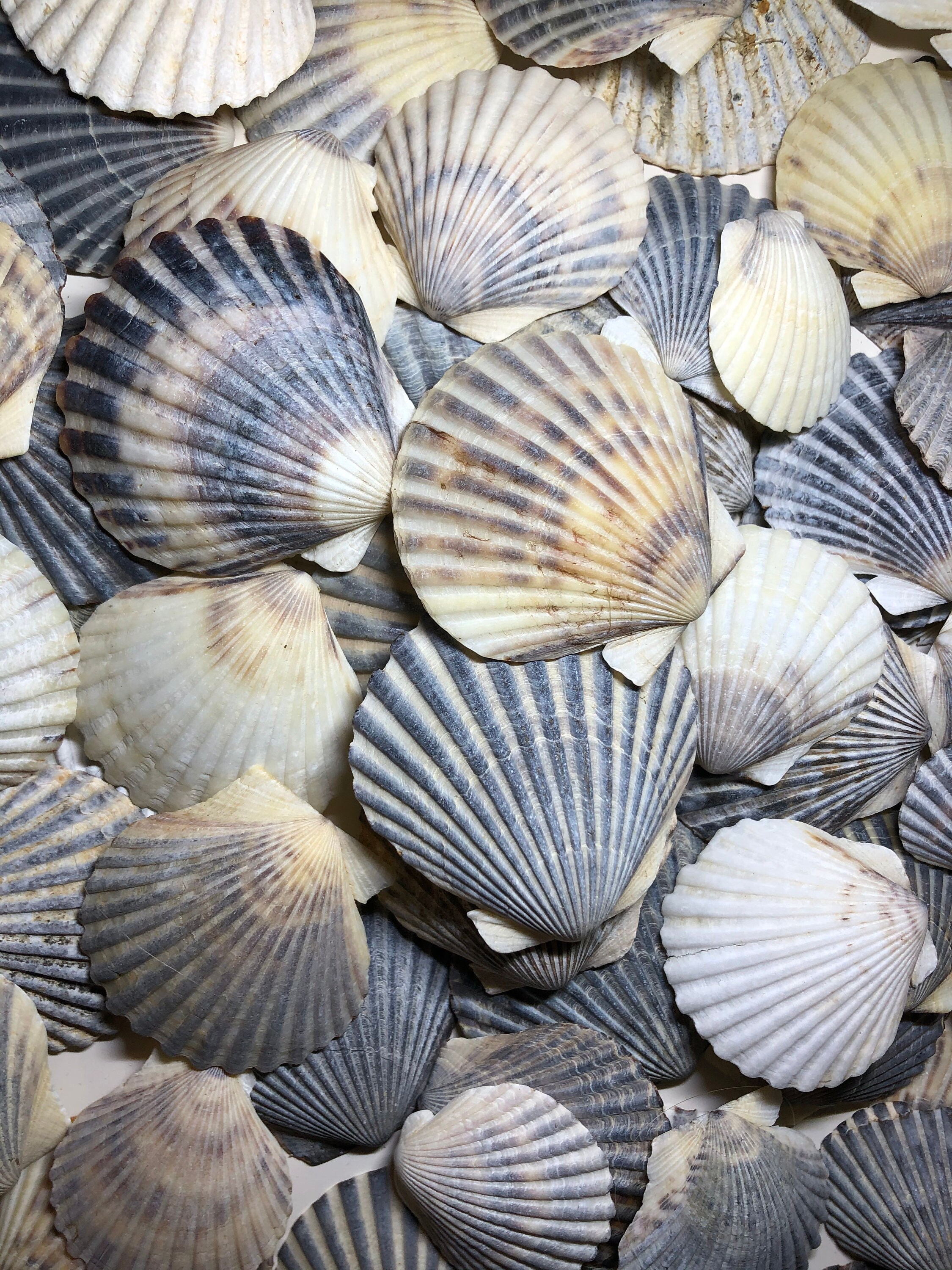 SCALLOP SHELLS Sea Shells Shells Craft Beach Decor - Etsy