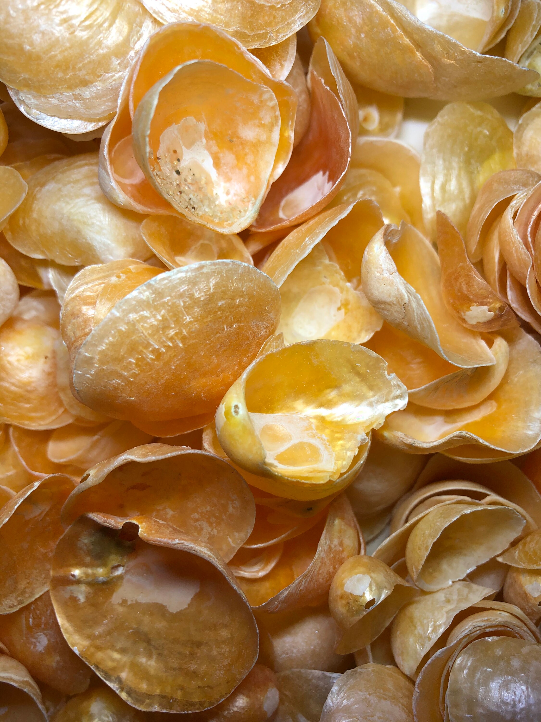 Jingle Shells Yellow Orange or Mixed Shells Craft Sea - Etsy