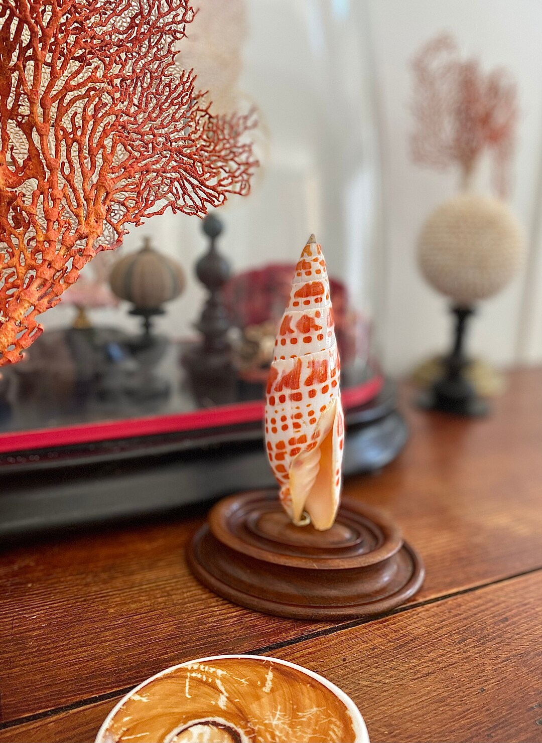 Large Mitra Mitra Shell on Turned Wooden Base 19th Century.cabinet ...
