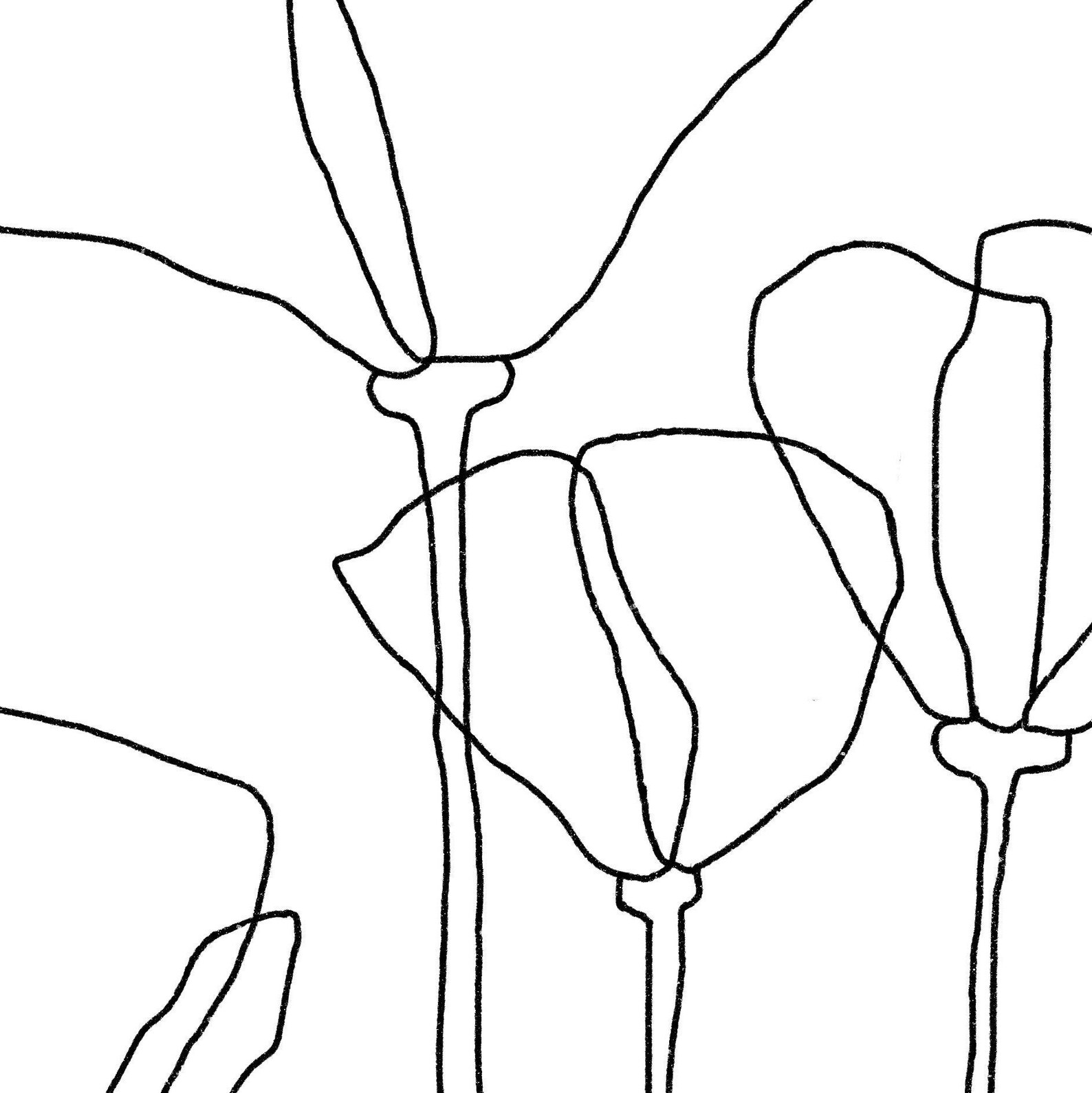 Poppies Line Drawing Botanical Art Print California - Etsy