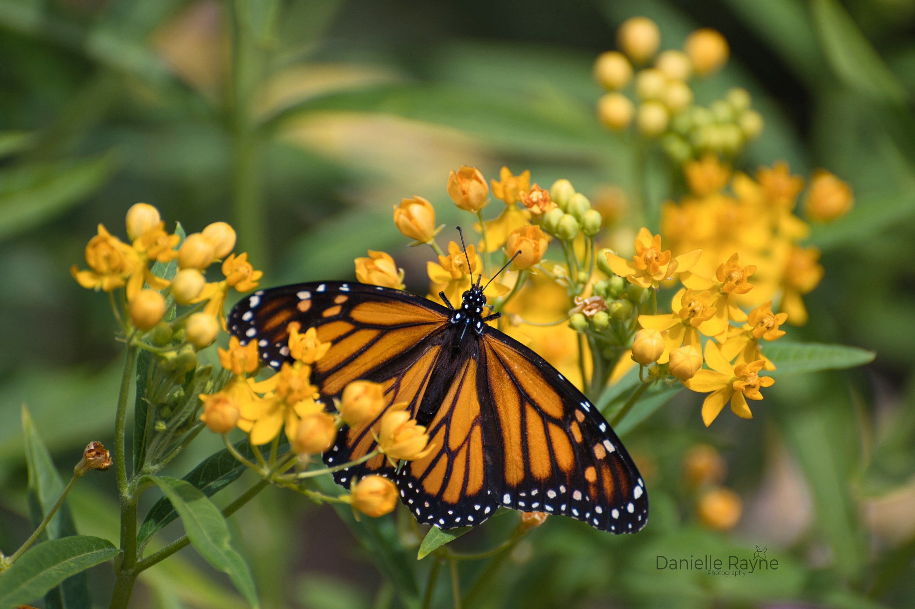 Monarch Butterfly On Milkweed Etsy