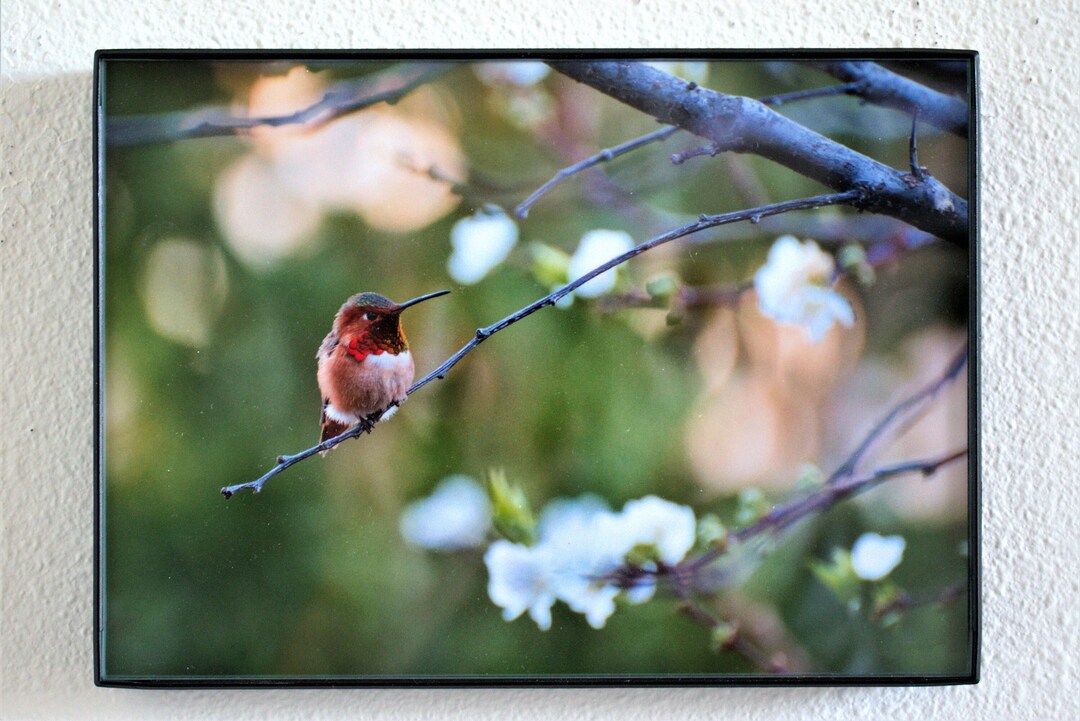 Small, Framed Nature Prints - Etsy
