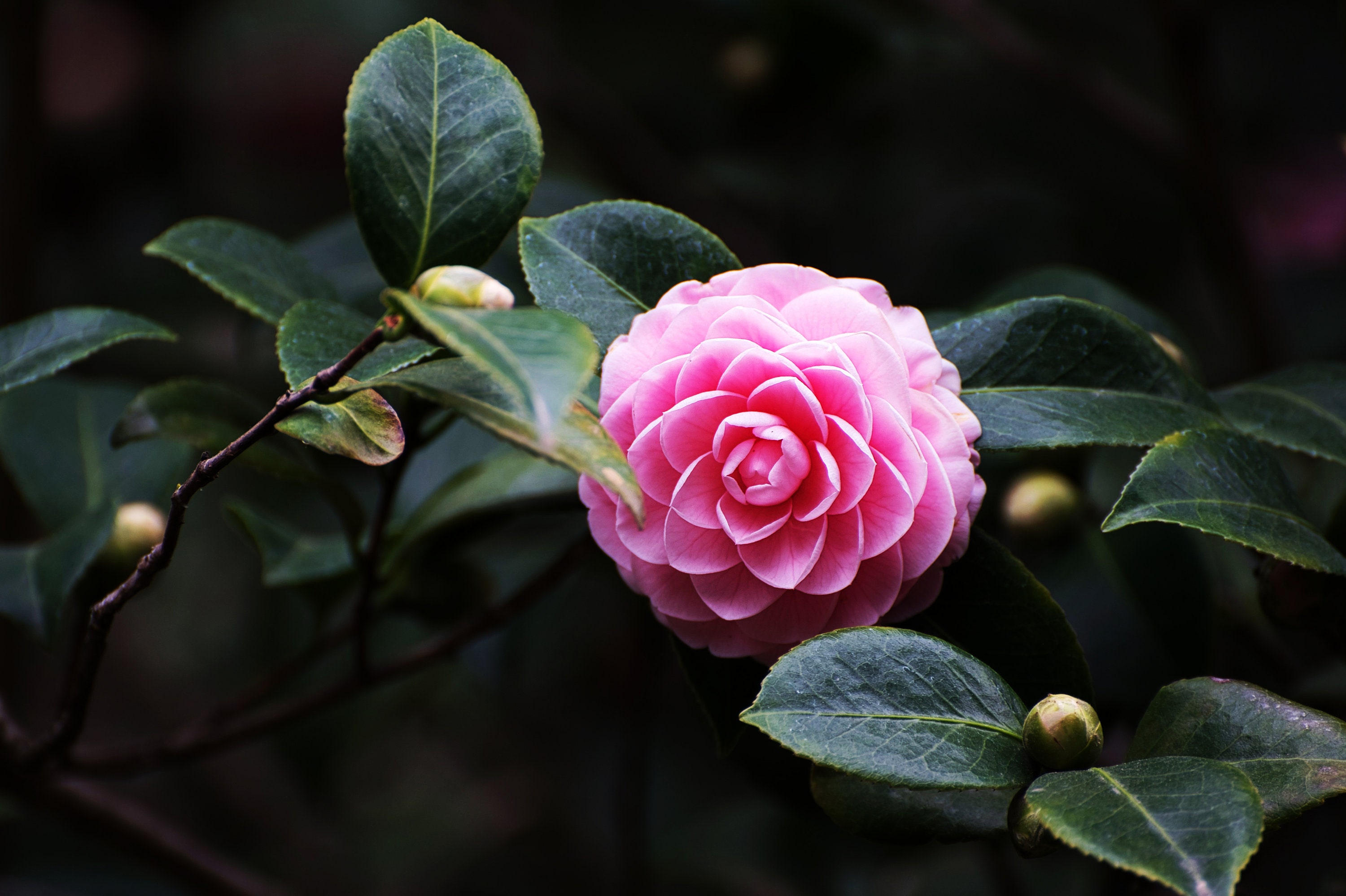 Camillia Flower Photo - Etsy