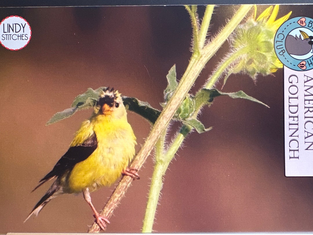 Lindy Stitches - Bird Crush Club - American Goldfinch With Free Postcard - Etsy