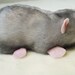 Dumbo Rat Plush Stuffed Gray Rat Realistic animals | Etsy