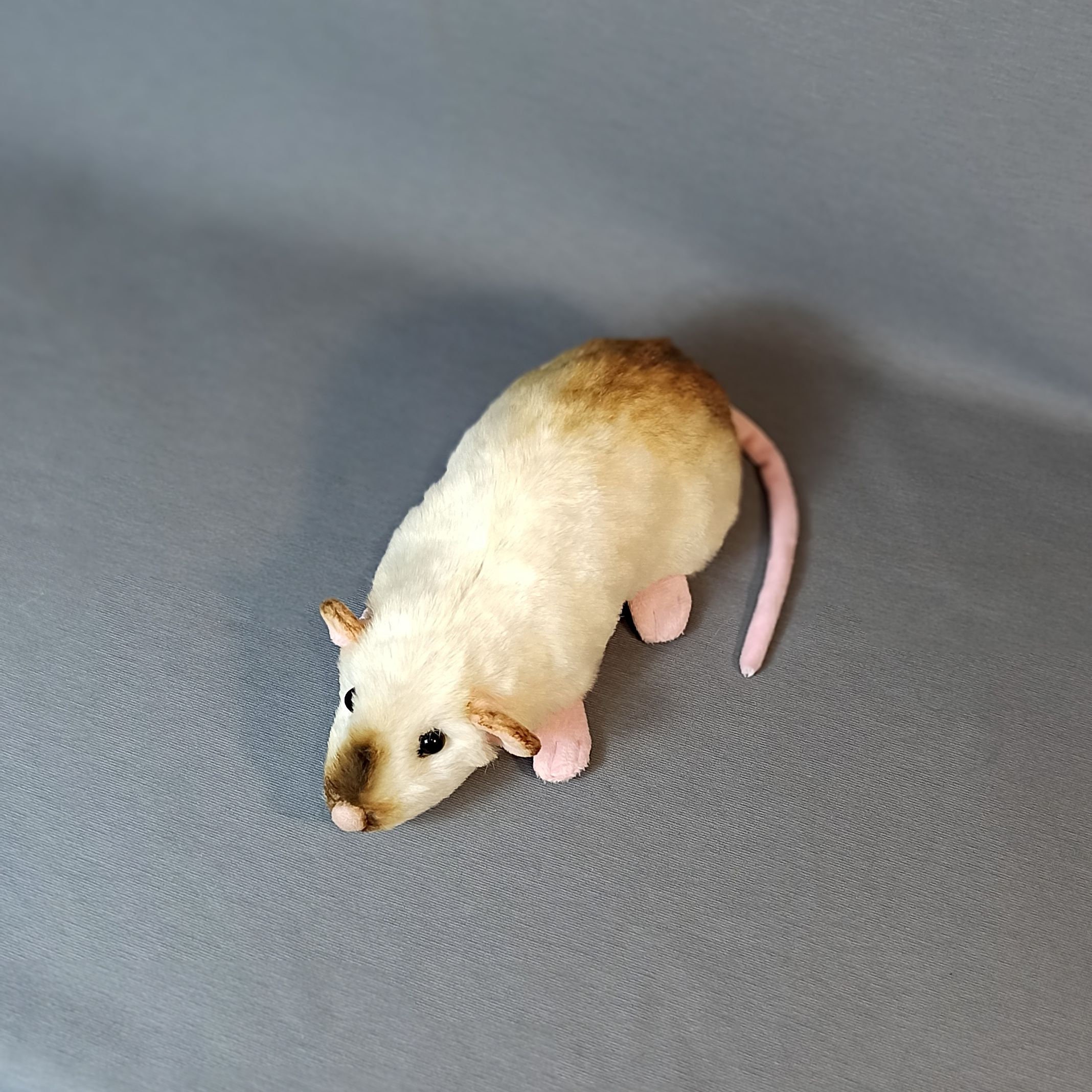 Seal Point Siamese Rats