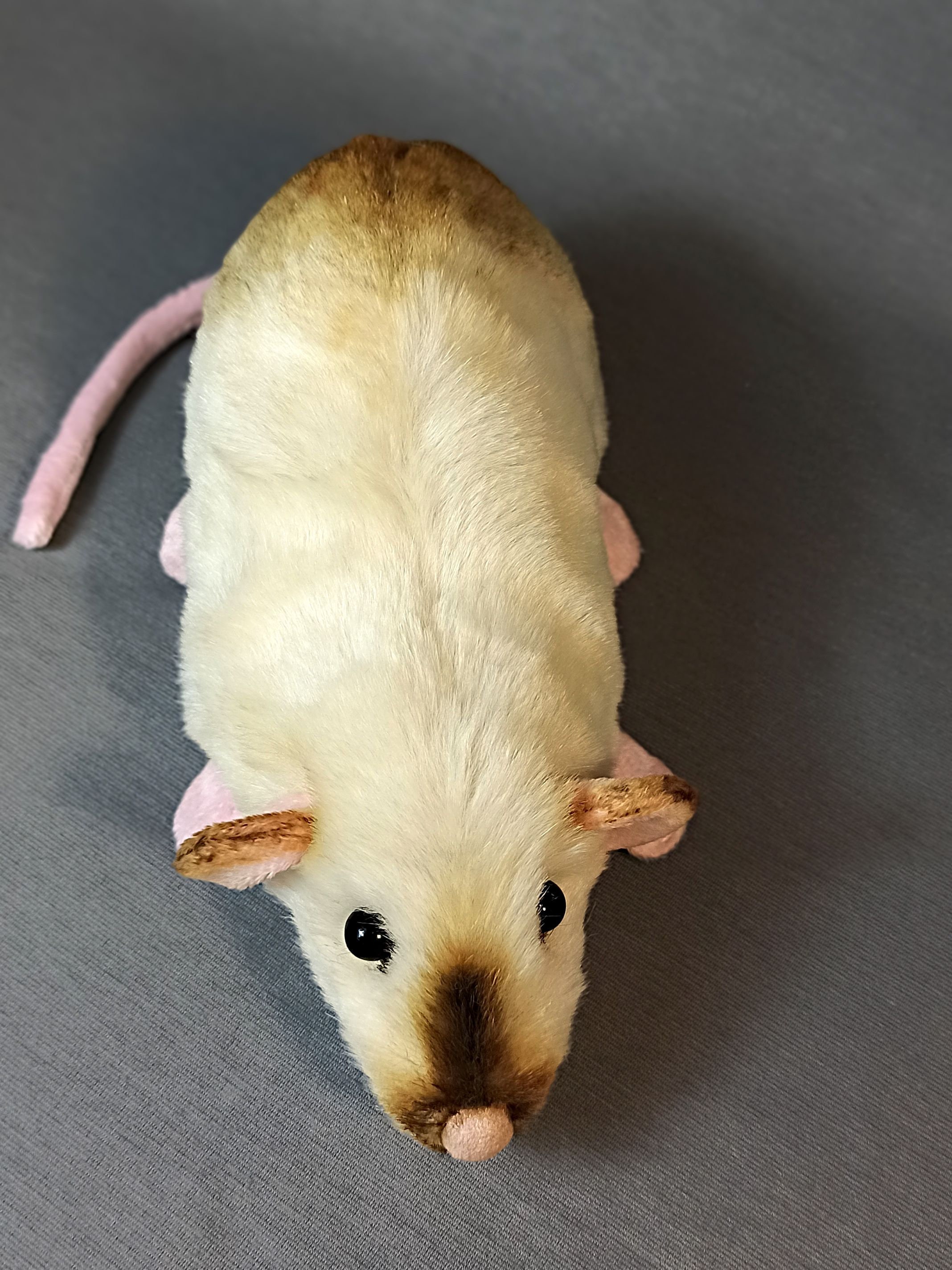 Seal Point Siamese Rats