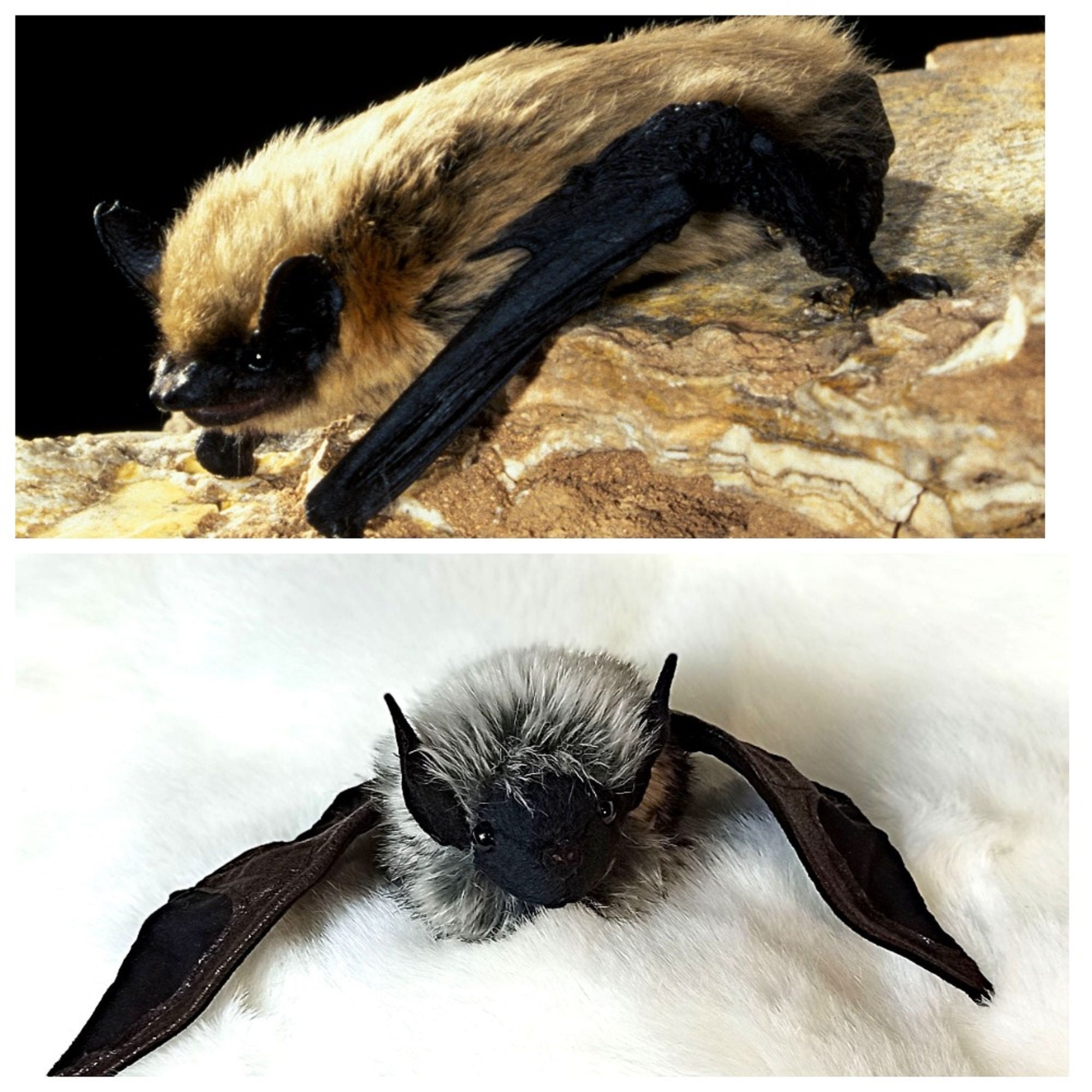 Canyon Bat