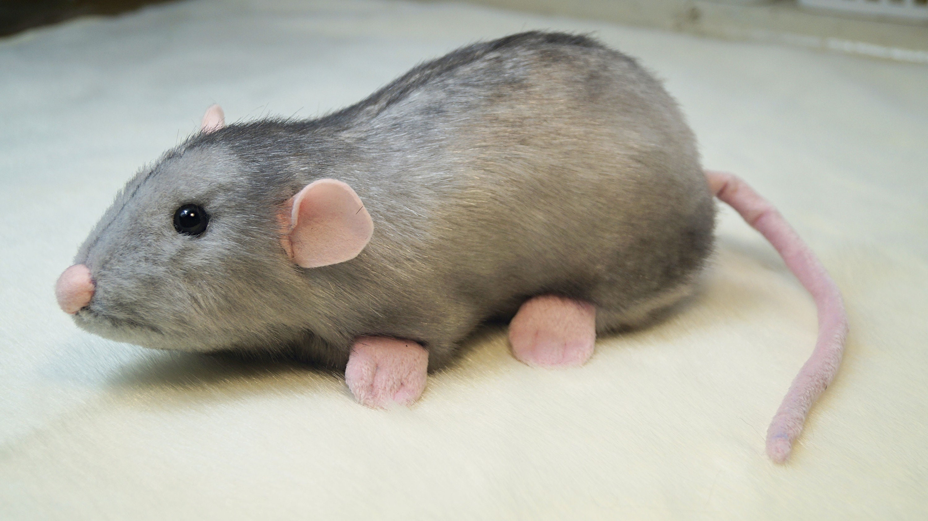 Dumbo Rat Plush, Stuffed Gray Rat, Realistic Animals - Etsy