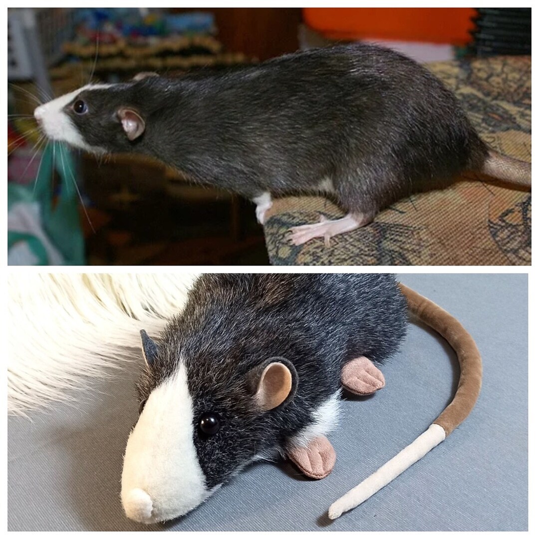 Rat Plush, Blazed Berkshire Rat - Etsy