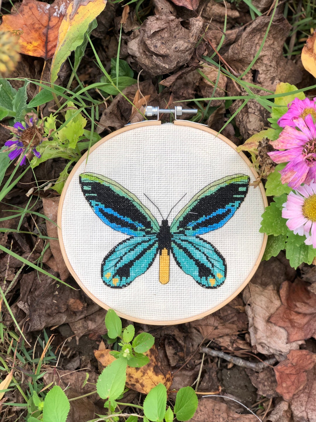 Queen Alexandra Birdwing Butterfly Tropical Insect - Etsy
