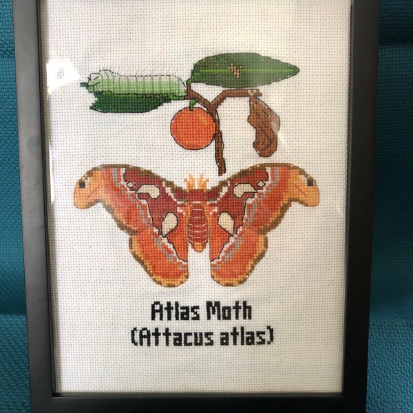 Atlas Moth Cross Stitch - Etsy