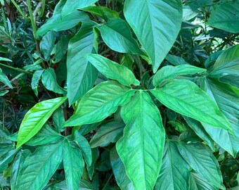 Syngonium Podophyllum Arrowhead Climbing Vine Plant - Etsy