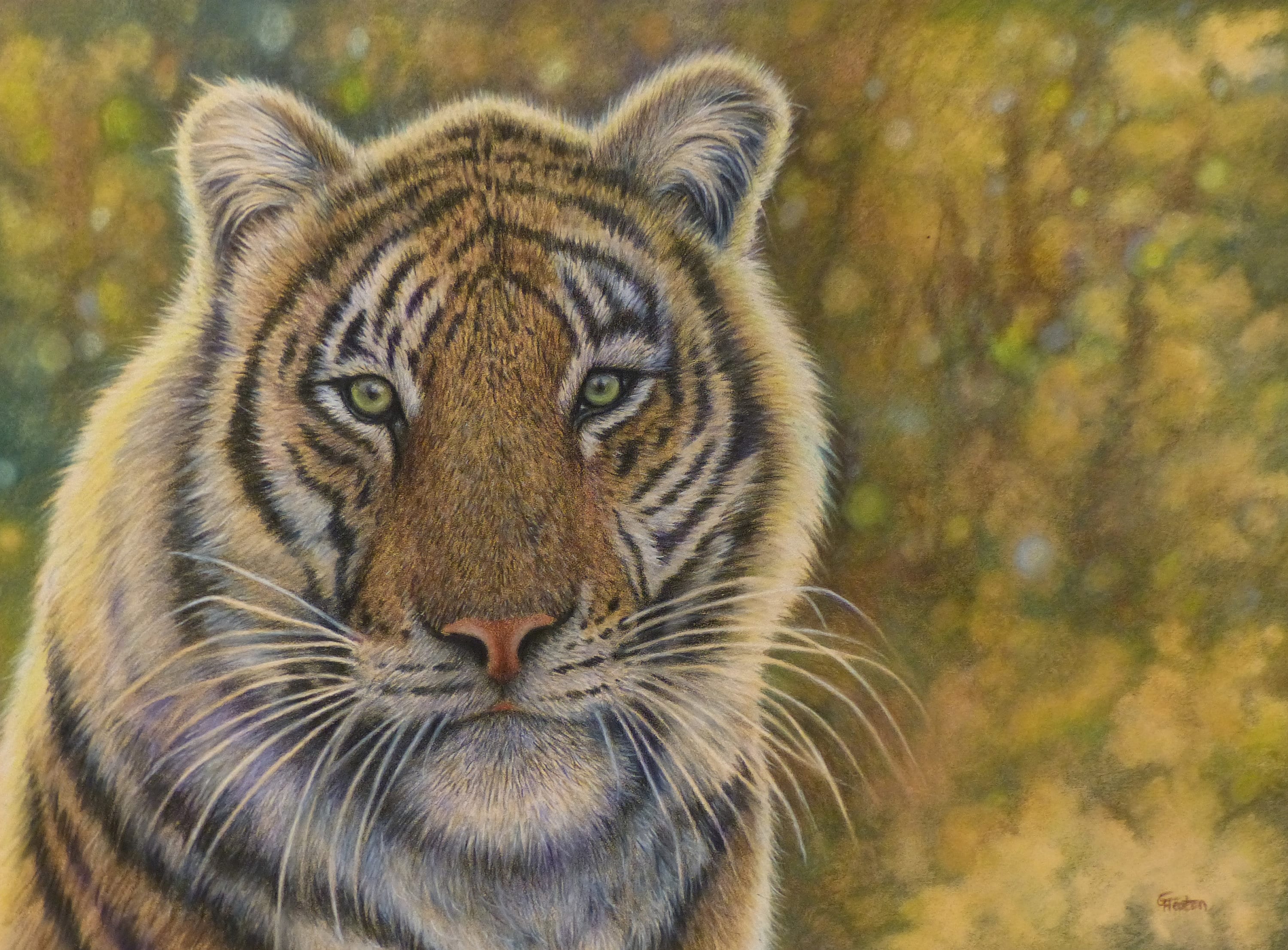 Original wildlife art, Tiger by Gillian Heaton, detailed professional ...