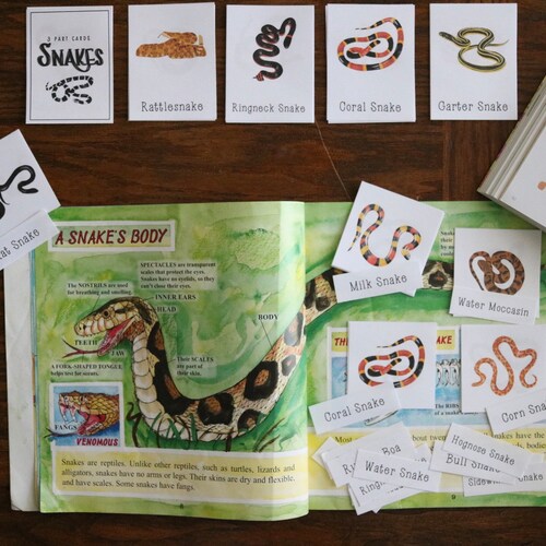 Pond Bundle HARD COPY Mallard Koi Frog Life Cycle | Etsy