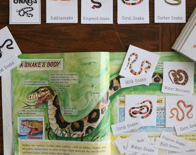 Snakes Mini Cards 3 Part Montessori Cards Guide for Nature Study ...