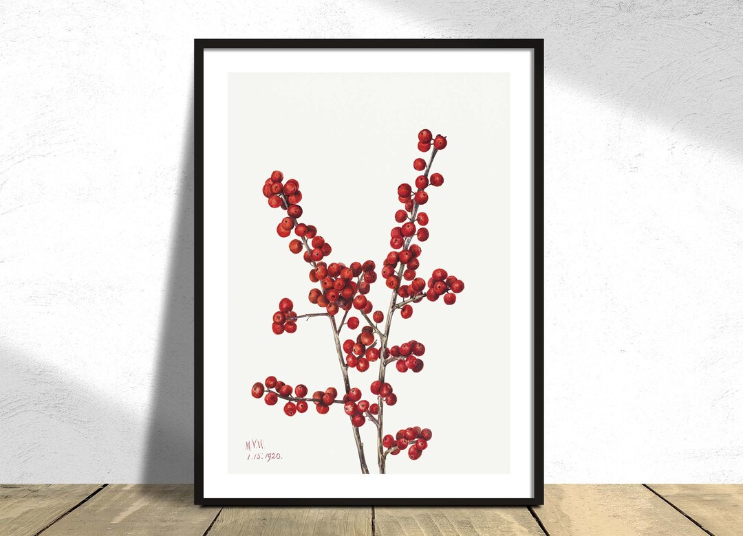 Winterberry (ilex Verticillata)-mary Vaux Walcott | Vintage Poster ...