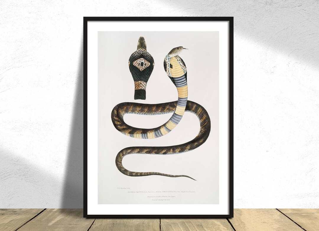 Banded Cobra Capella (naia Tripudians) - John Edward Gray I Snake Art ...