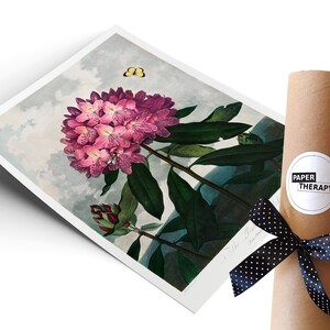 The Pontic Rhododendron From the Temple of Flora - Robert John Thornton ...