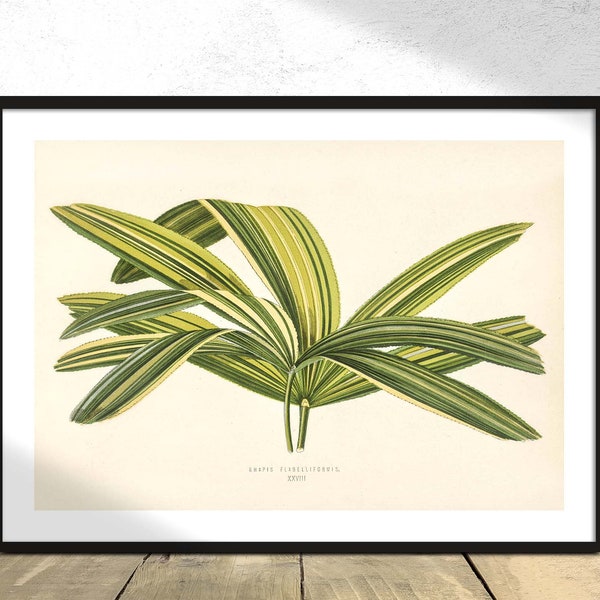 Lady Palm - Etsy