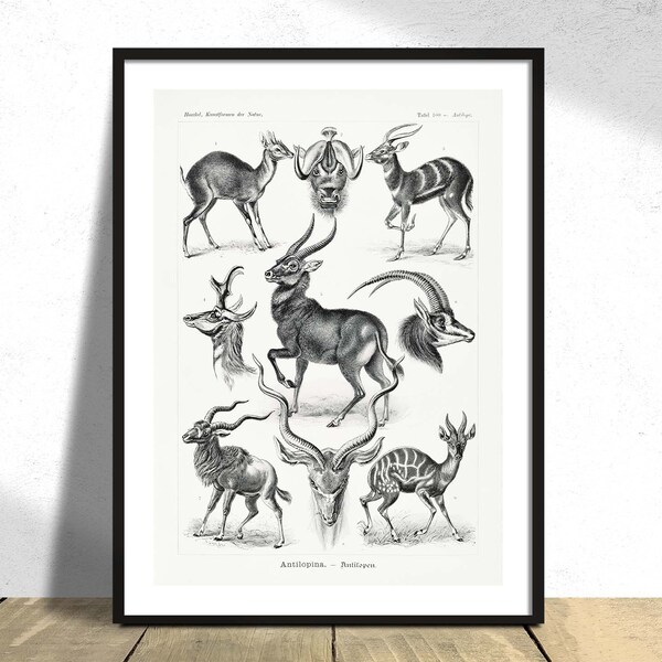 Antelope Poster - Etsy