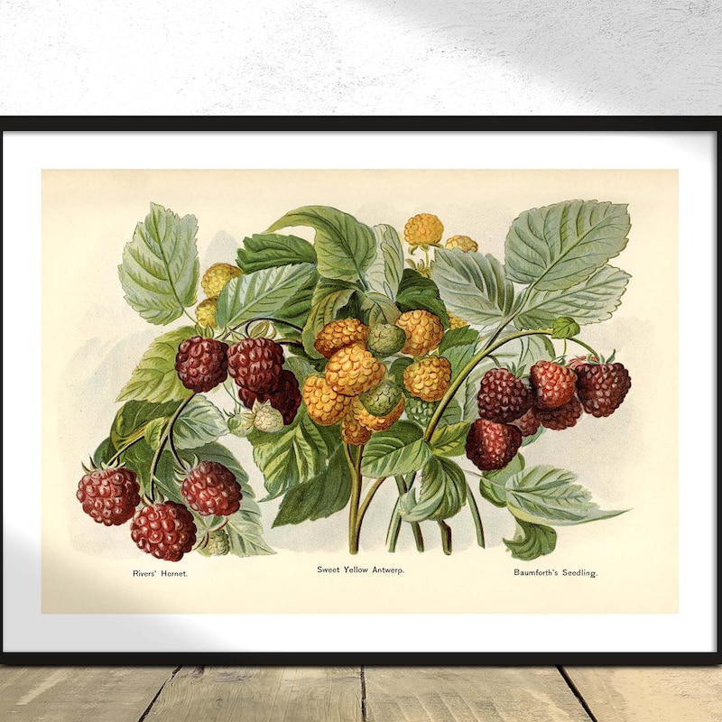 Raspberry Decor - Etsy