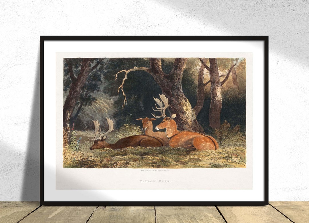 Fallow Deer - Carl Larsson | Wall Decor Art Poster, Vintage Print, Wall ...