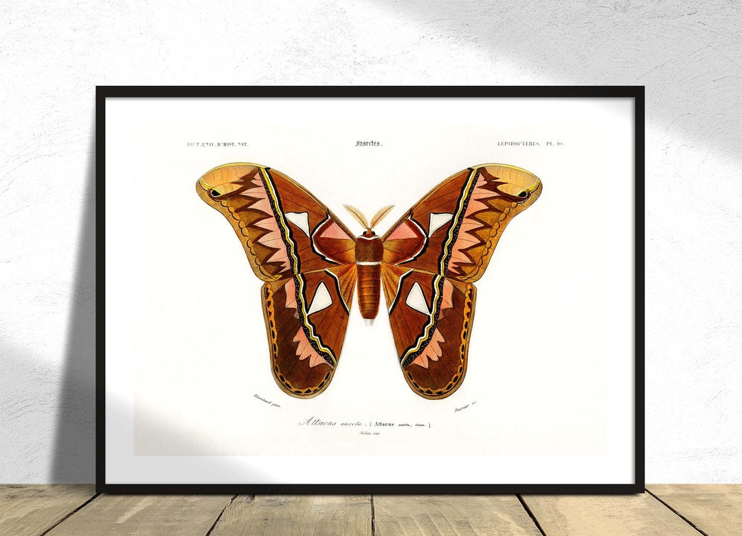 Attacus Atlas Moth (attacus Aurora) - Charles Dessalines D' Orbigny ...