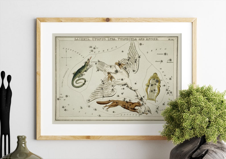 Astronomical Chart Illustration of the Lacerta, Cygnus, Lyra, Vulpecula ...
