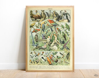 Types of Birds Poster - Etsy