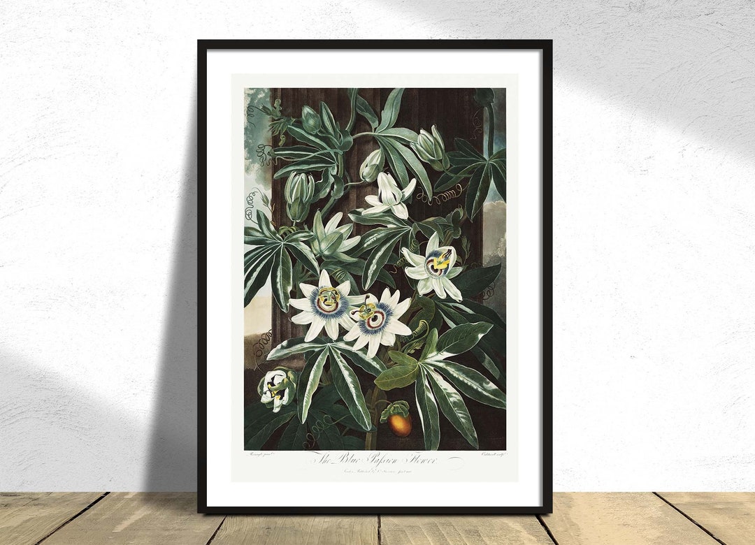 The Passiflora Cerulea From the Temple of Flora - Robert John Thornton ...