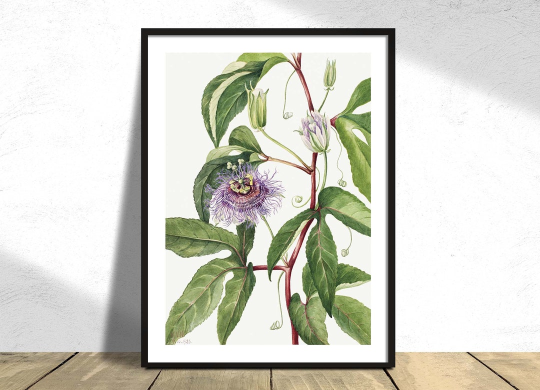 Maypop (passiflora Incarnata) - Mary Vaux Walcott | Vintage Poster ...